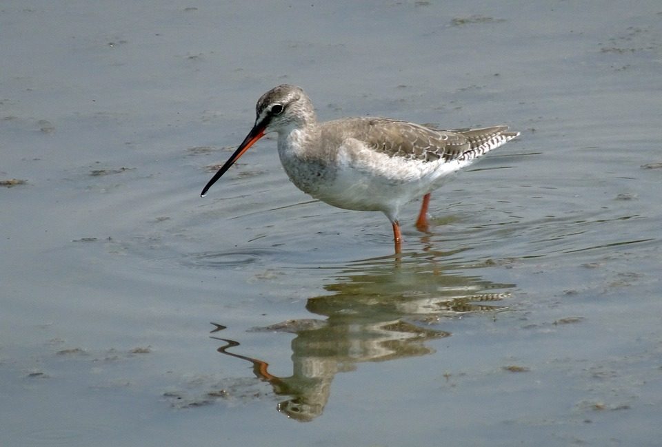 Fortbildung zur Feldornithologie (BANU Bronze) - Buteo Landschaftsökologen